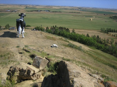 Salem Sue - The World's Largest Cow | Amusing Planet